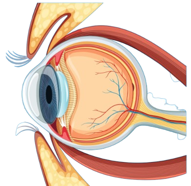 PRK (Photo-Refractive Keratectomy) - Visioncare India